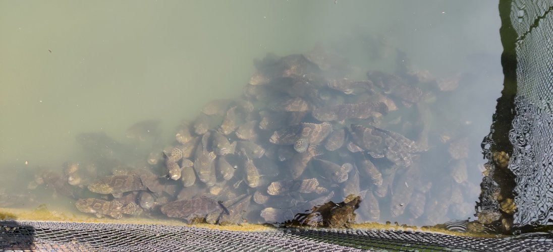 Tiger Dragon Grouper aka Kerapu Hybrid - Singapore's One Stop Digital ...